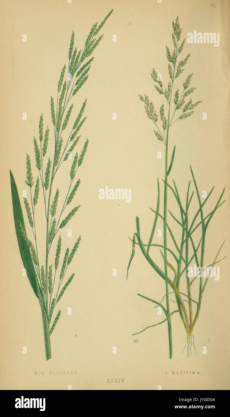 Natural history british grasses plate hi-res stock photography and ...