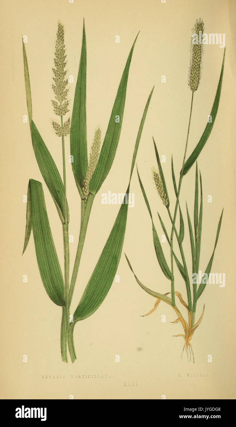 Natural history british grasses plate hi-res stock photography and ...