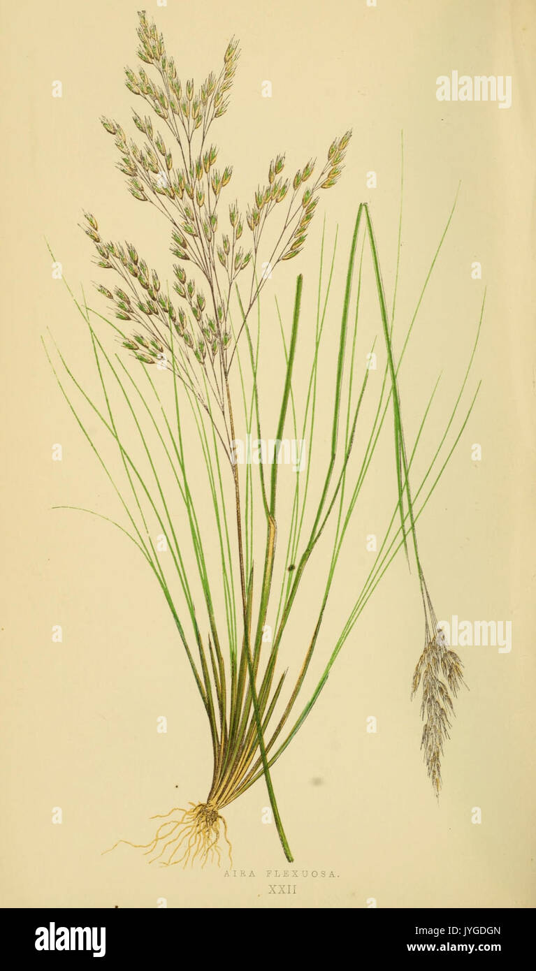 Natural history british grasses plate hi-res stock photography and ...