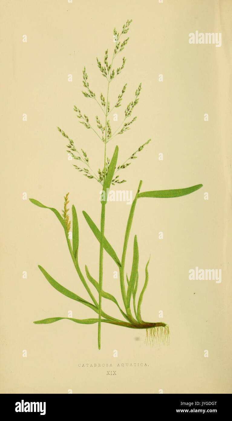A natural history of British grasses (Plate XIX) (6869544035 Stock ...