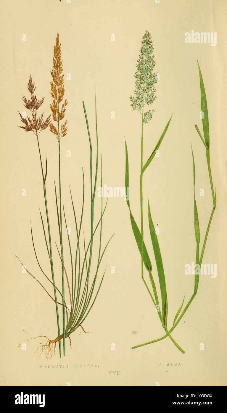 A natural history of British grasses (Plate XVII) (6869542317 Stock ...