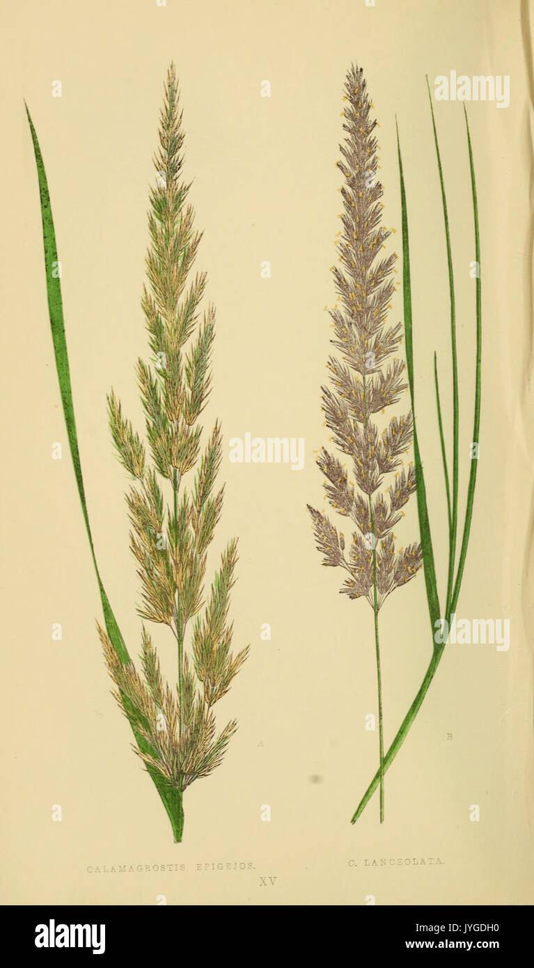 A natural history of British grasses (Plate XV) (6869540701 Stock Photo ...