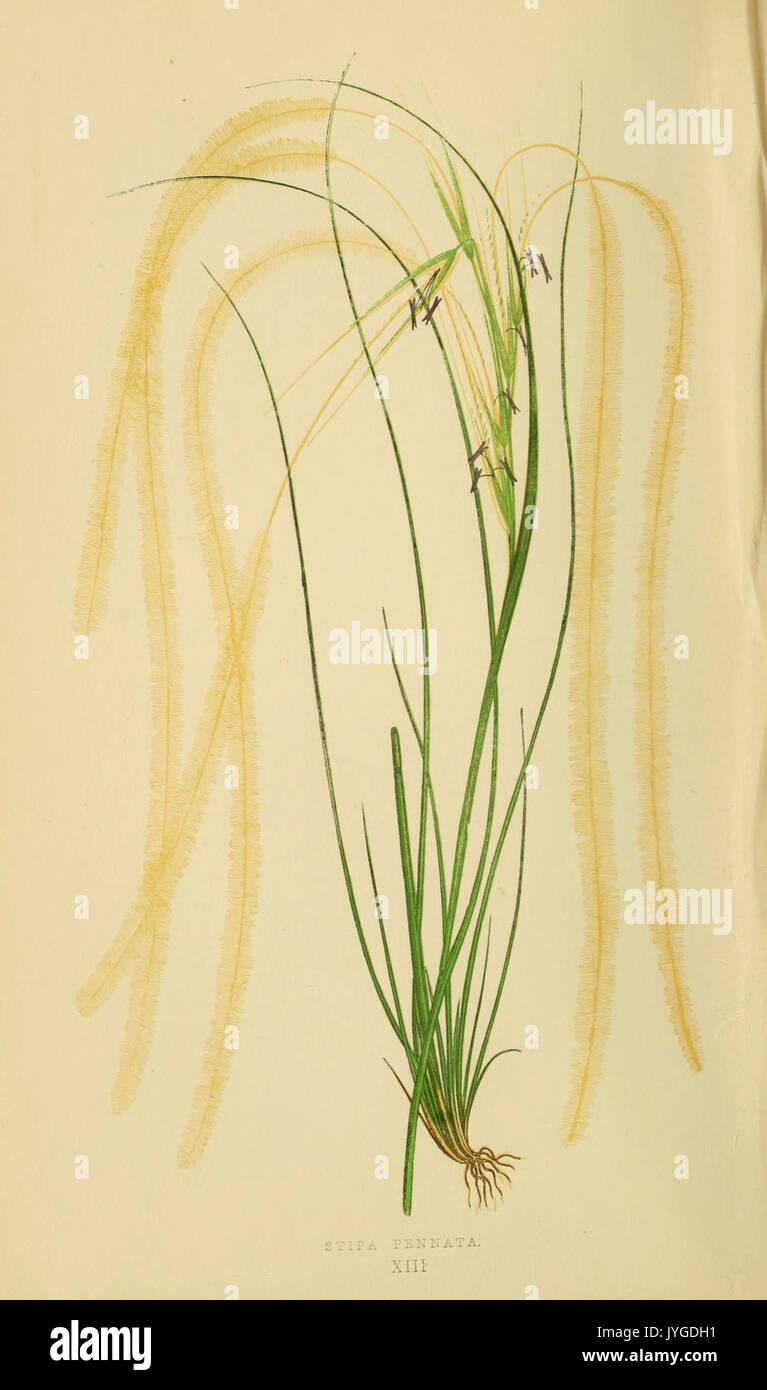 A natural history of British grasses (Plate XIII) (6869538923 Stock ...