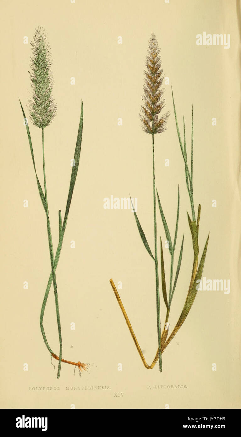 Natural history british grasses plate hi-res stock photography and ...