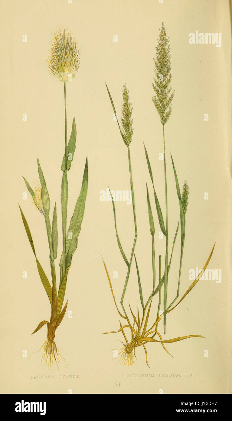 Natural history british grasses plate hi-res stock photography and ...
