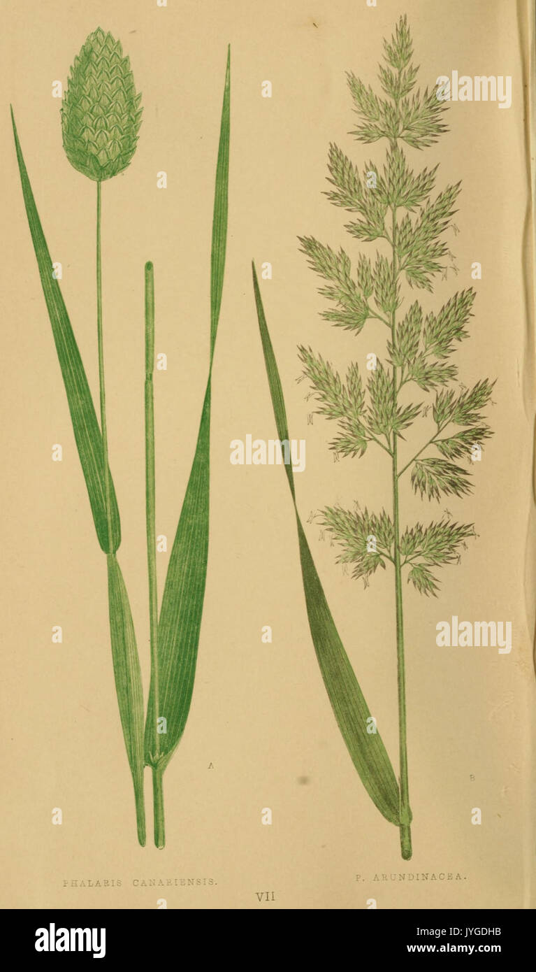 A natural history of British grasses (Plate VII) (6869527615 Stock ...