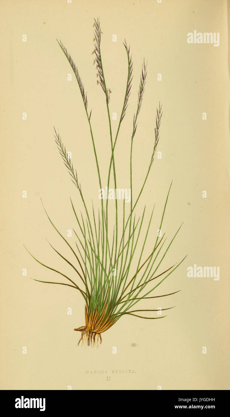 A natural history of British grasses (Plate II) (6869475617 Stock Photo ...
