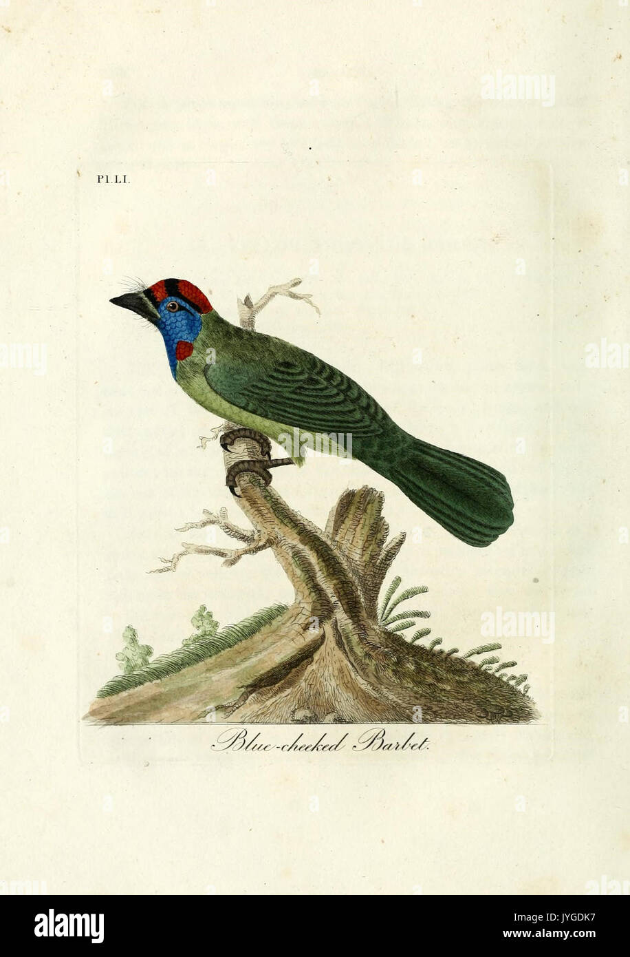 A general history of birds (Pl. LI) (9067571132 Stock Photo - Alamy