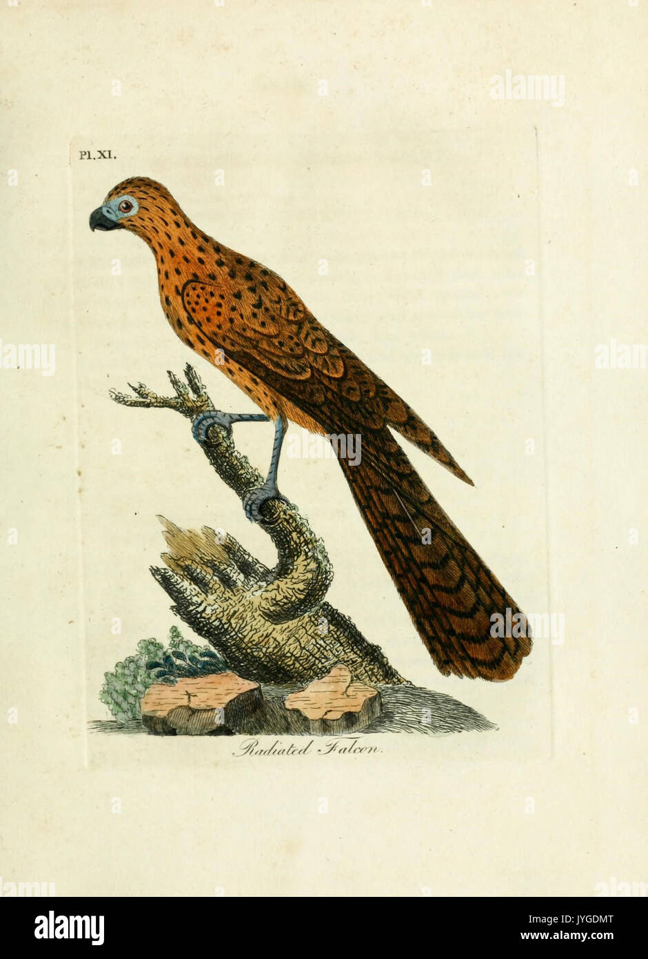 Bird taxonomy history hi-res stock photography and images - Alamy