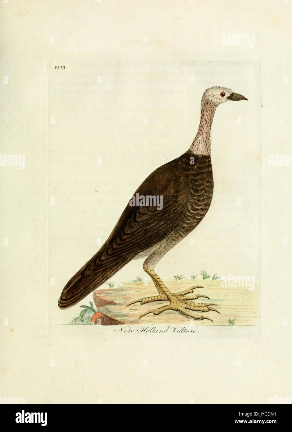 A general history of birds (Pl. VI) (8744573404 Stock Photo - Alamy
