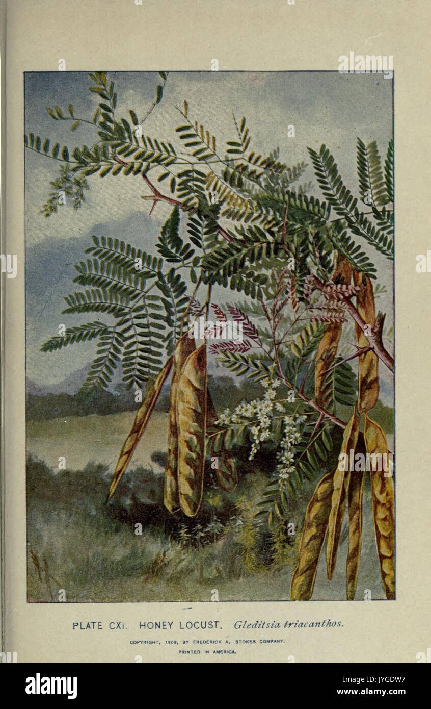 A guide to the trees (Plate CXI) (8435958694 Stock Photo - Alamy