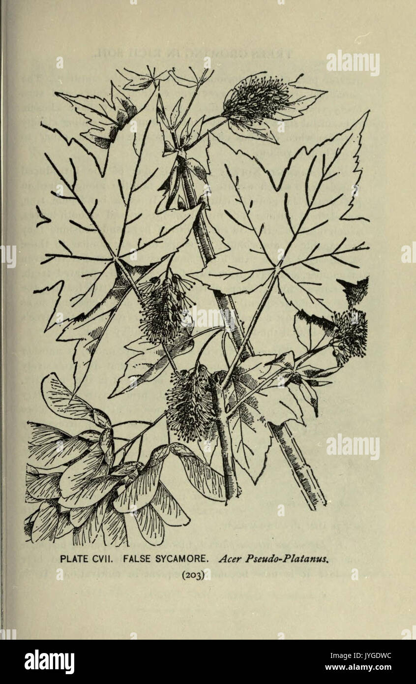 Tree identification guides hi-res stock photography and images - Alamy