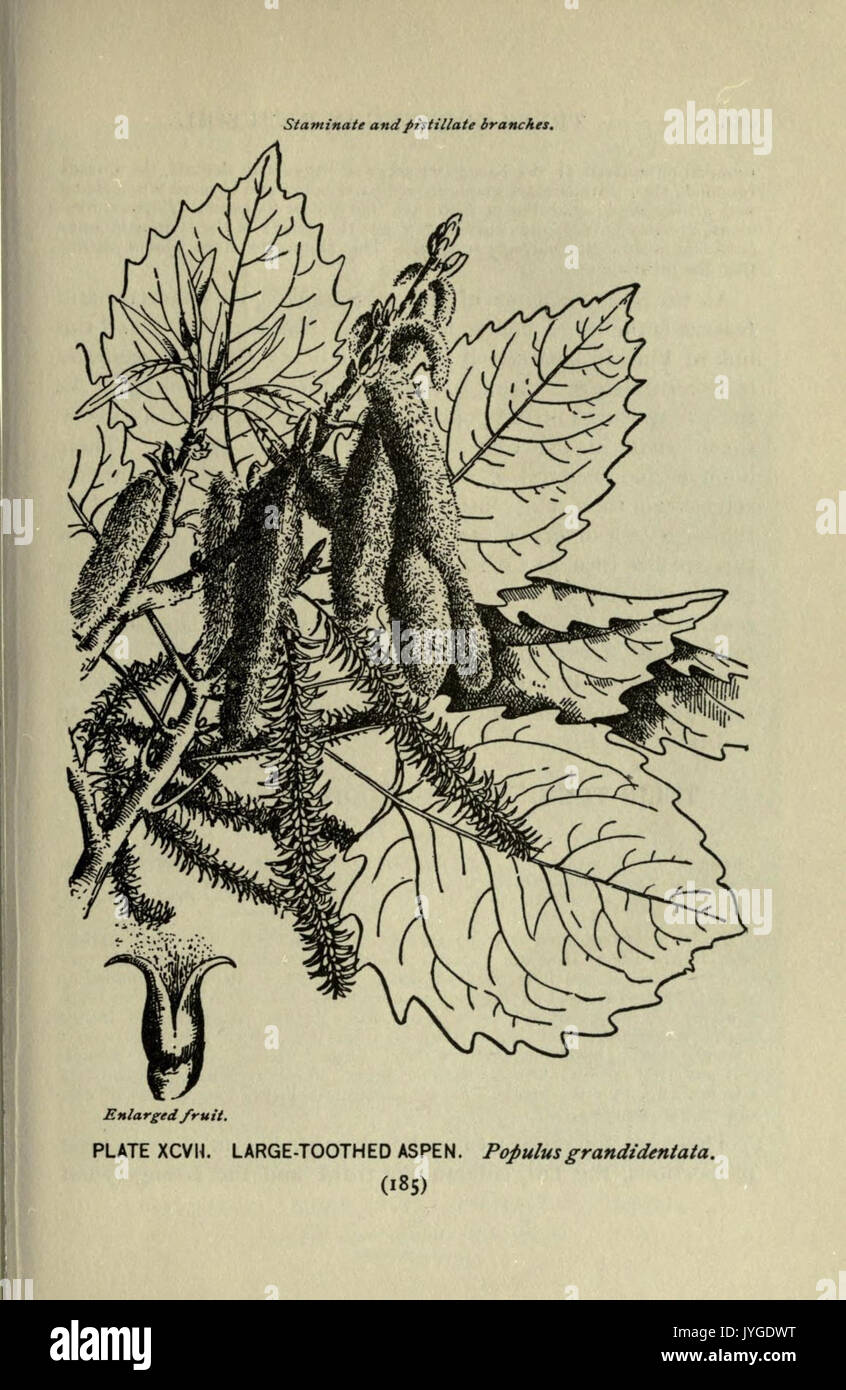 A guide to the trees (Page 185) (8435951900 Stock Photo - Alamy