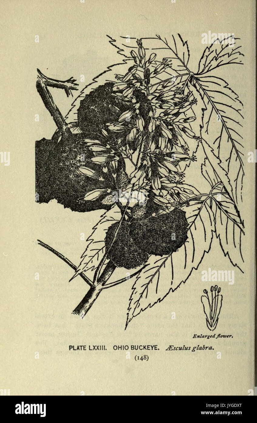 This page from 'A Guide to the Trees' illustrates various tree species ...