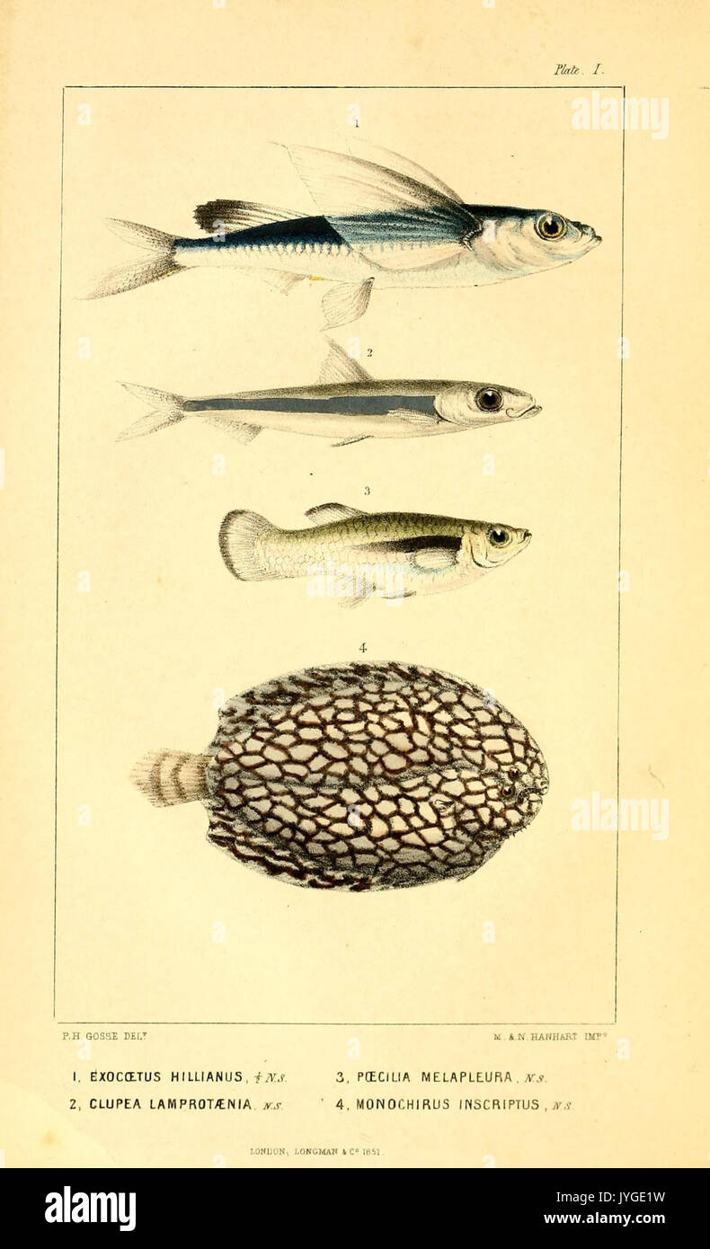 Jamaica this is a drawing it hi-res stock photography and images - Alamy