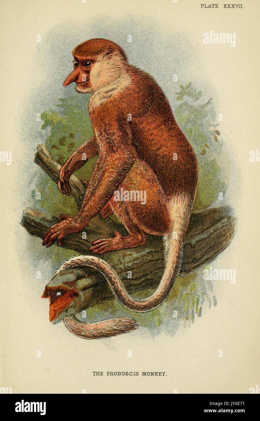 This plate from *A Handbook to the Primates* depicts various species of ...