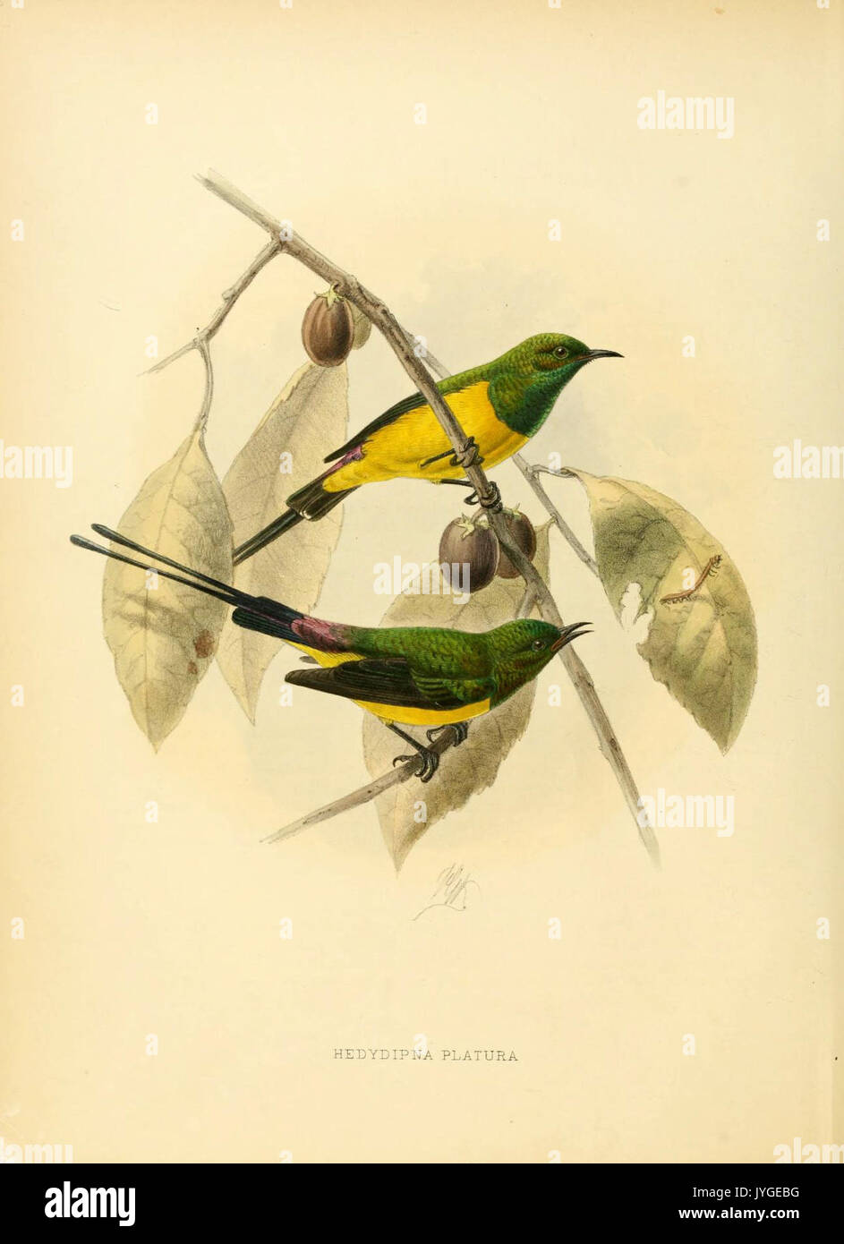 A monograph of the Nectariniidae, or, Family of sun birds (6431082101 ...