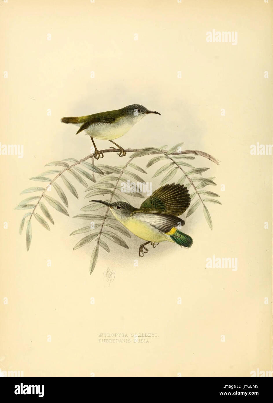 A monograph of the Nectariniidae, or, Family of sun birds (6431095633 ...