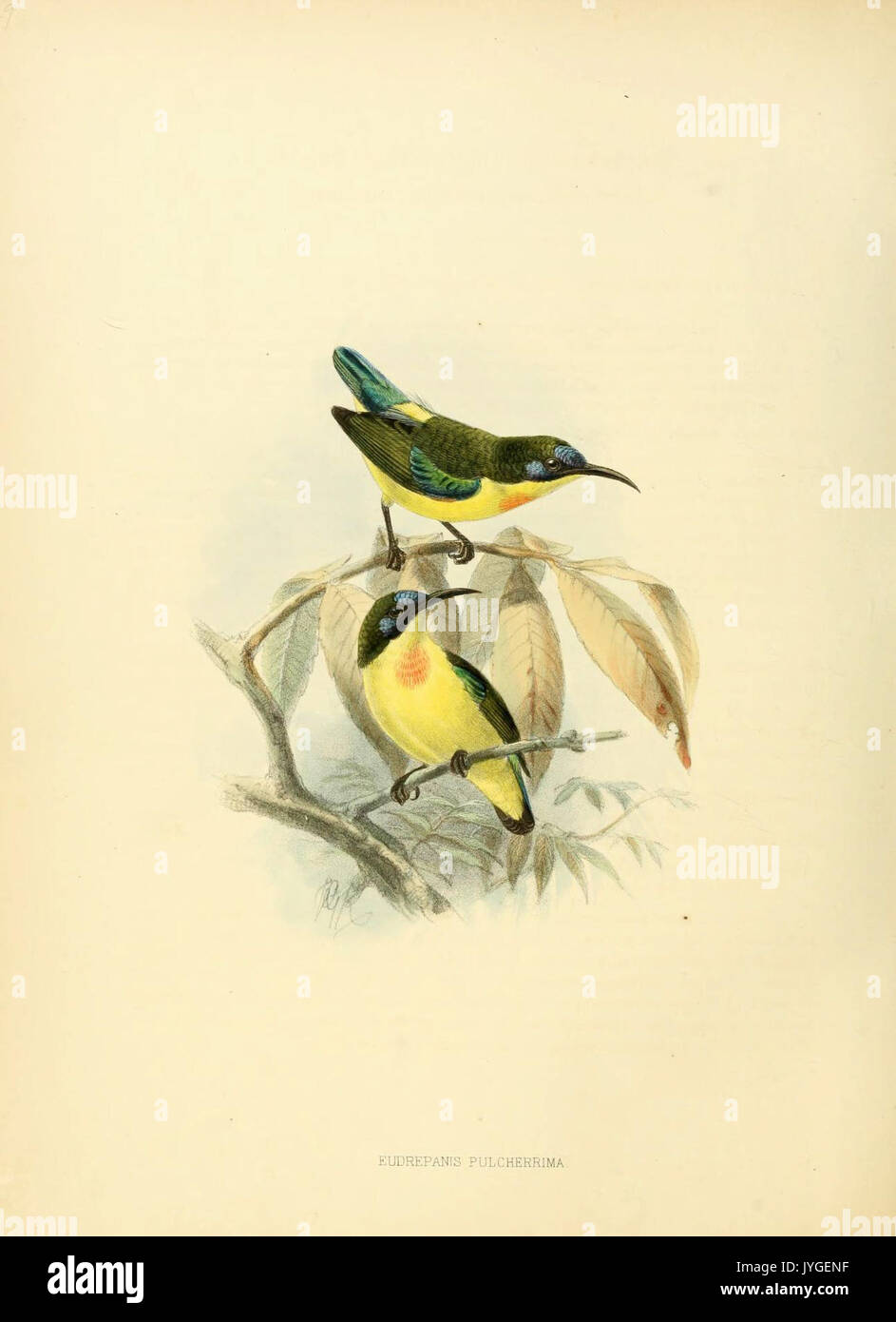 A monograph of the Nectariniidae, or, Family of sun birds (6431096569 ...