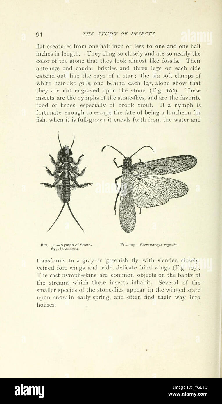 Entomology study hi-res stock photography and images - Alamy