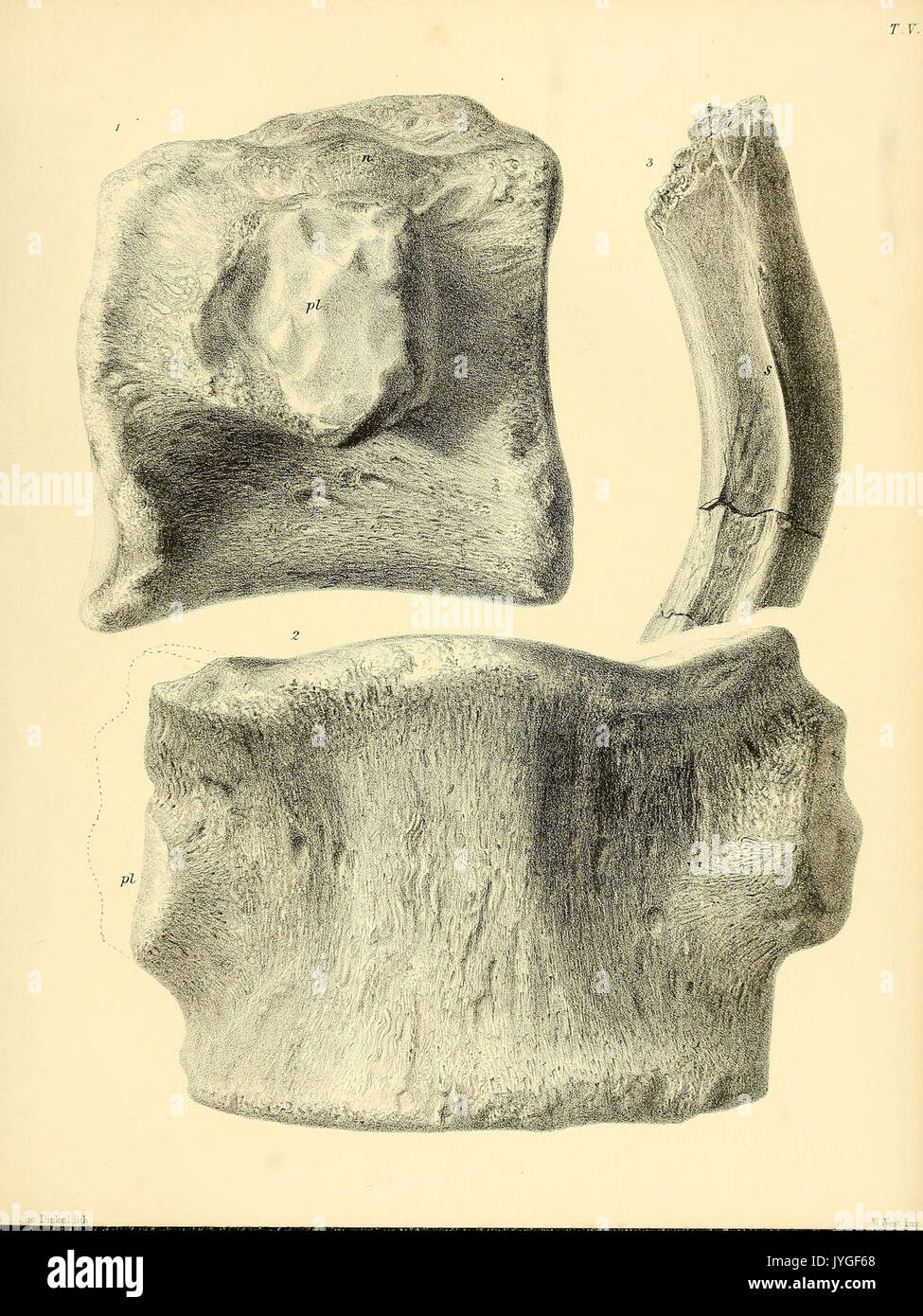 A monograph on the fossil Reptilia of the Cretaceous formations (Tab. V ...