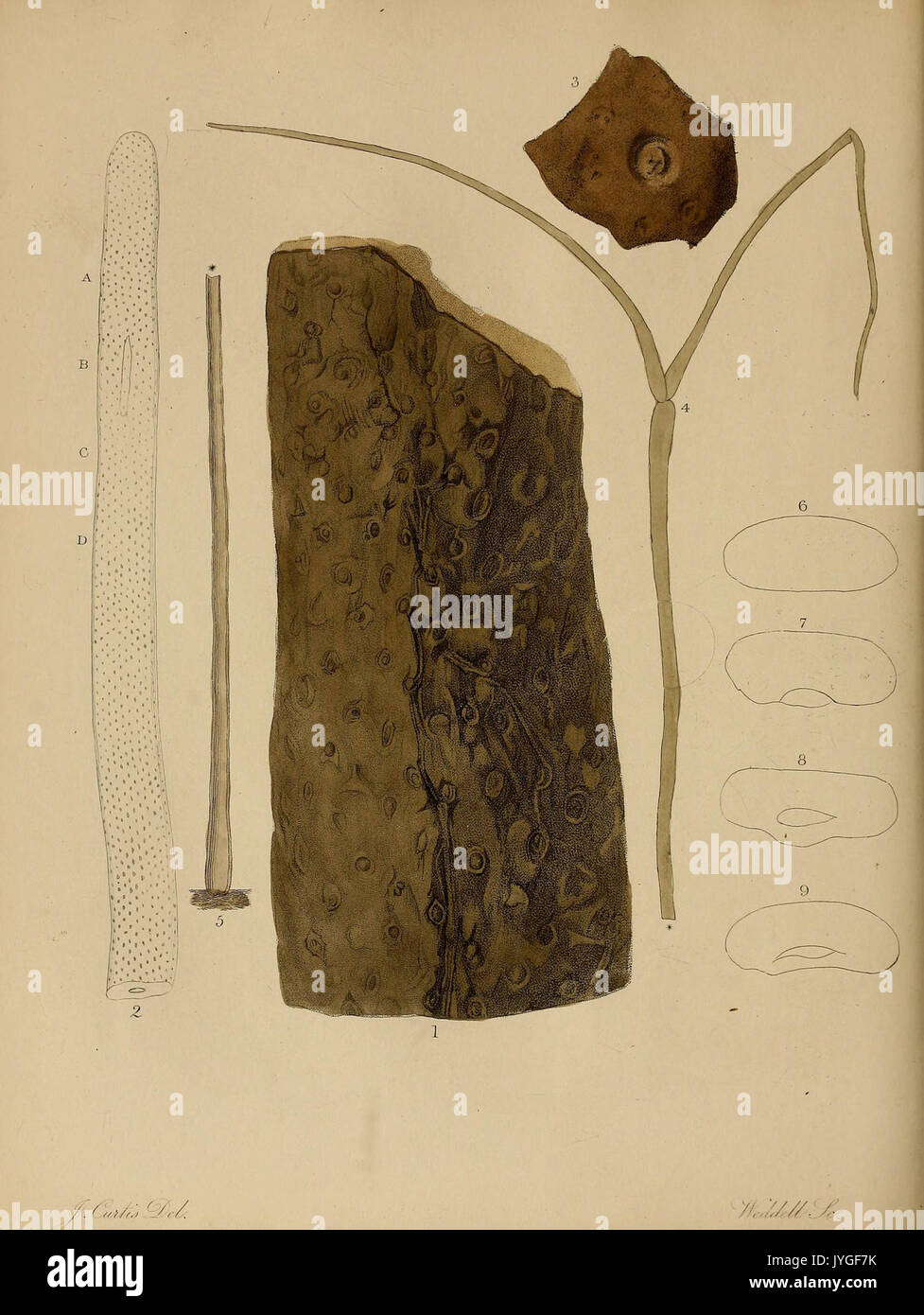 Pictorial fossils hi-res stock photography and images - Alamy