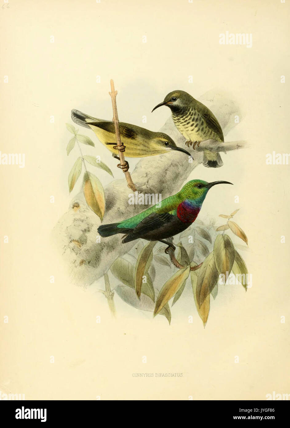 A monograph of the Nectariniidae, or, Family of sun birds (6431108779 ...