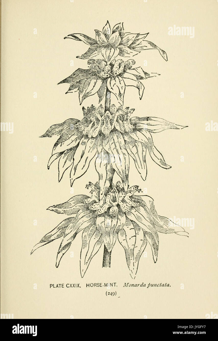 Wildflower identification guide hi-res stock photography and images - Alamy