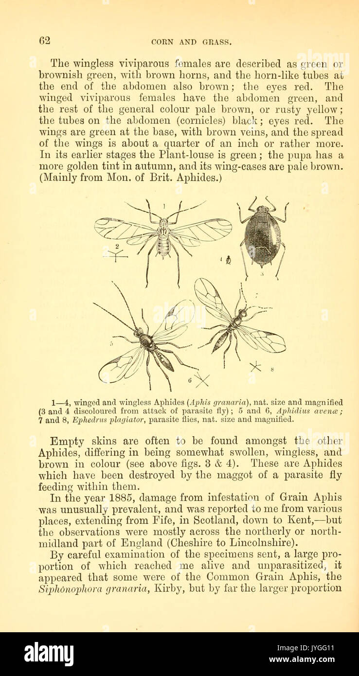 A manual of injurious insects with methods of prevention and remedy for ...