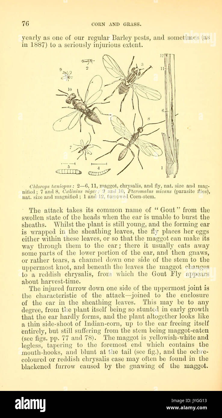 A manual of injurious insects with methods of prevention and remedy for ...