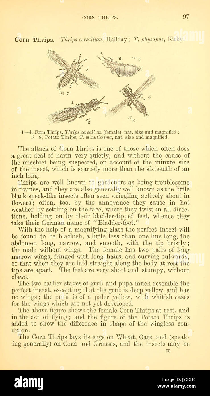 Manual fruit insects hi-res stock photography and images - Alamy