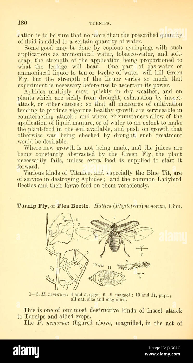 A manual of injurious insects with methods of prevention and remedy for ...