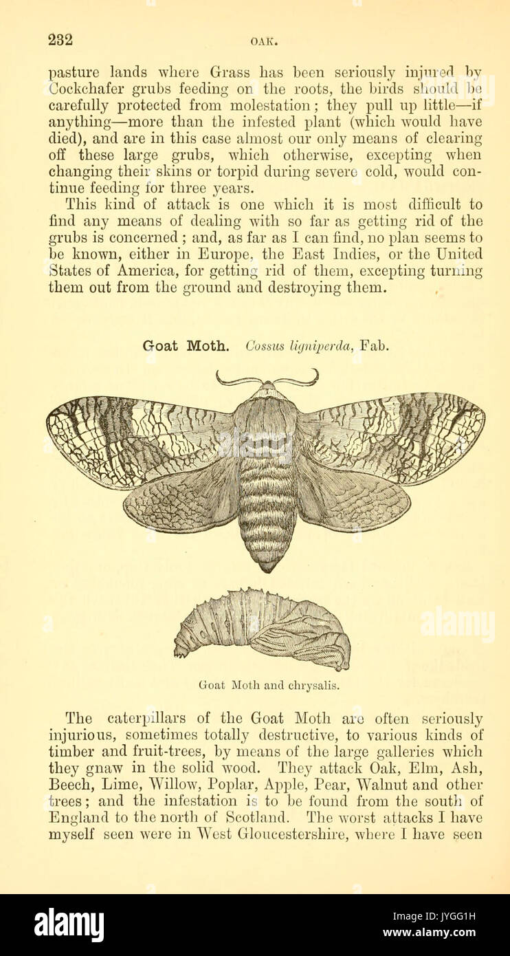 A manual of injurious insects with methods of prevention and remedy for ...