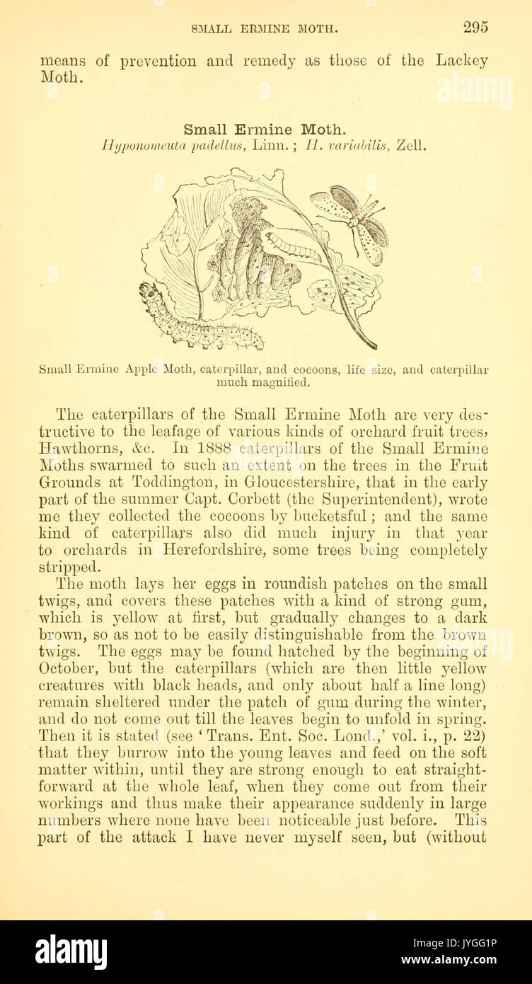 A manual of injurious insects with methods of prevention and remedy for ...