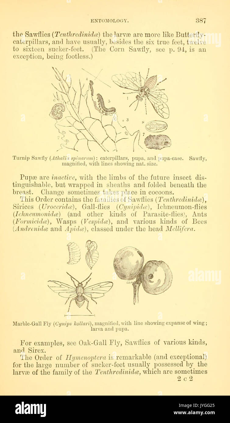 A manual of injurious insects with methods of prevention and remedy for ...