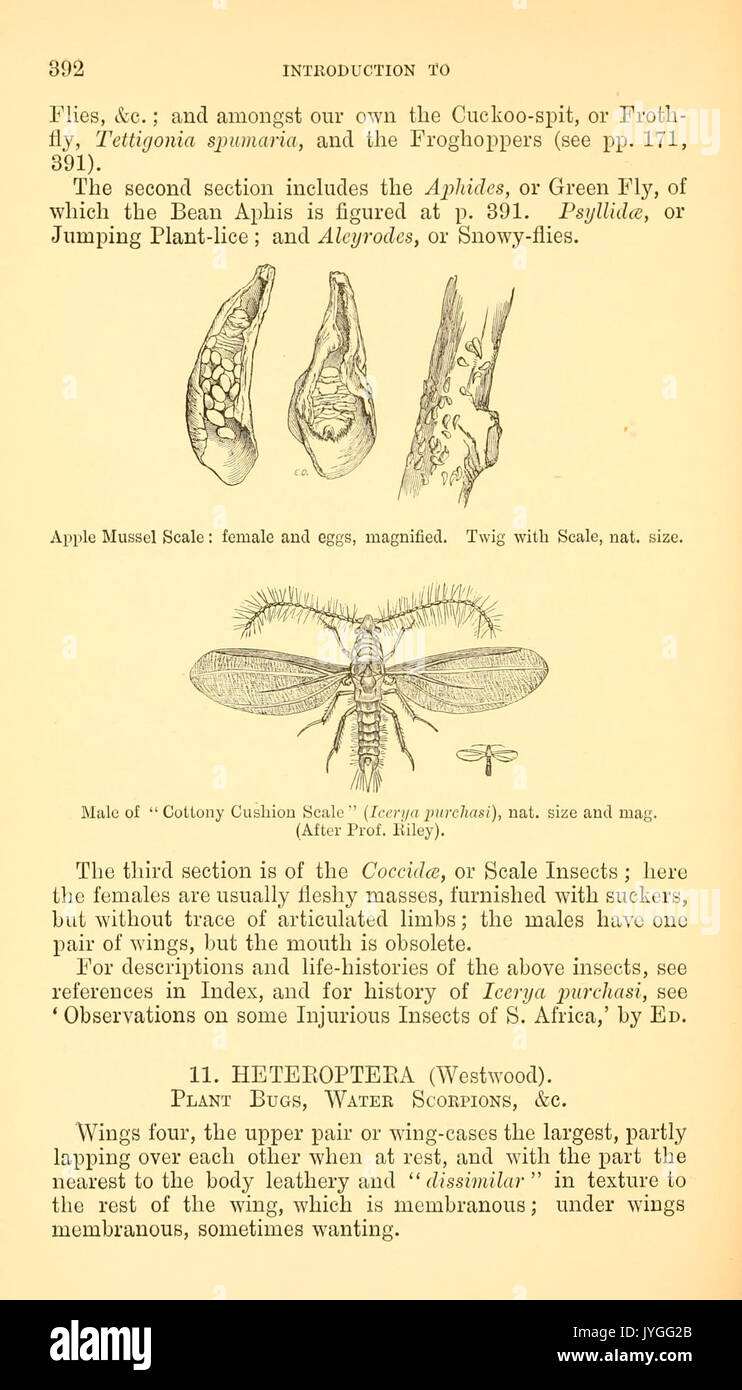 A manual of injurious insects with methods of prevention and remedy for ...