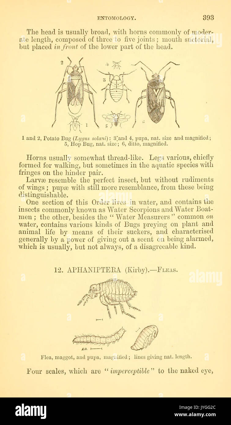 A manual of injurious insects with methods of prevention and remedy for ...