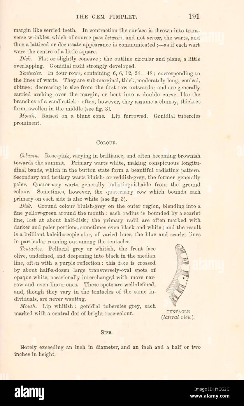 Actinologia britannica a history of the British sea anemones and corals ...