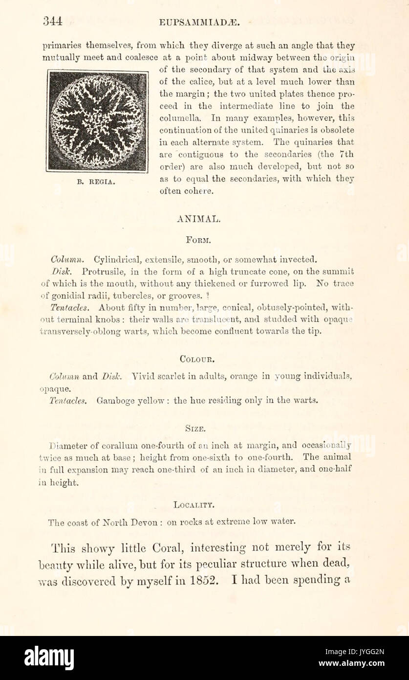 Actinologia britannica a history of the British sea anemones and corals ...