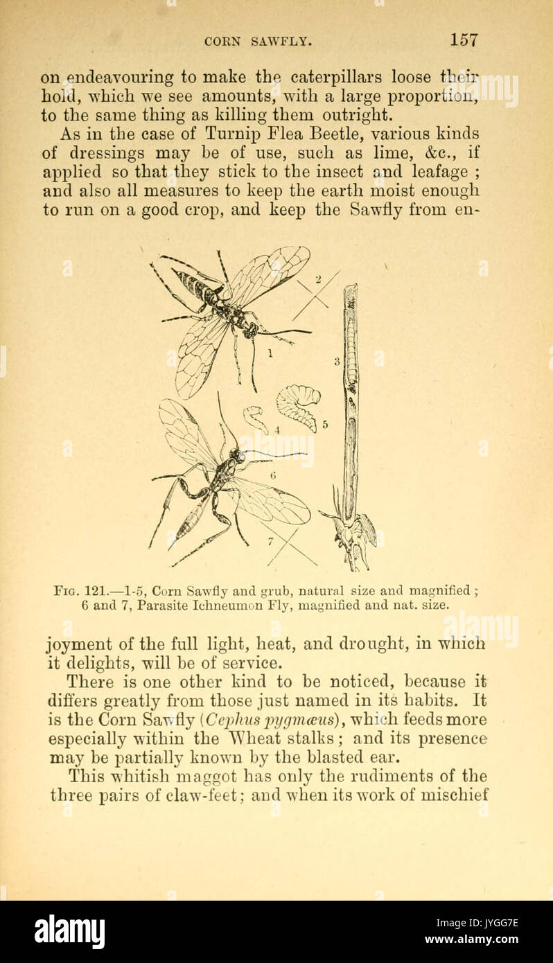 A text book of agricultural entomology (Page 157) BHL9798368 Stock ...