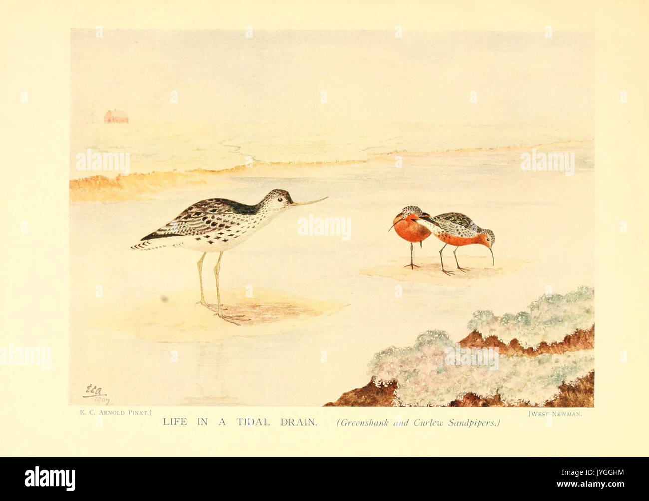 A bird collector's medley (Plate 2) (6789203931 Stock Photo - Alamy