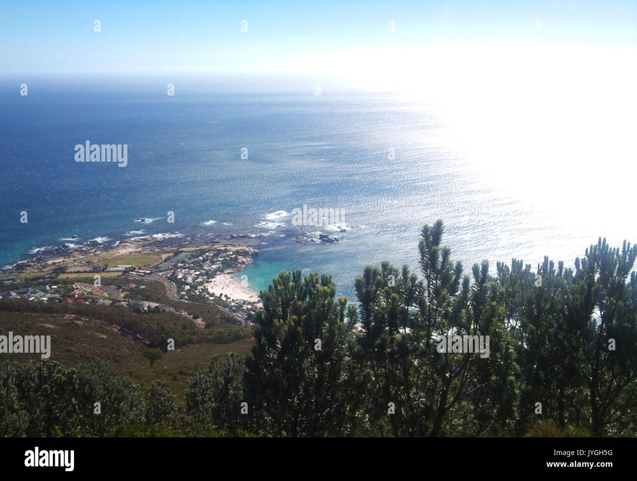 4 Silvertrees on Lions Head Cape Town 5 Stock Photo - Alamy