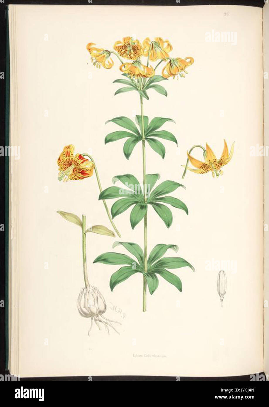 A monograph of the genus Lilium (Plate (35)) BHL287083 Stock Photo - Alamy