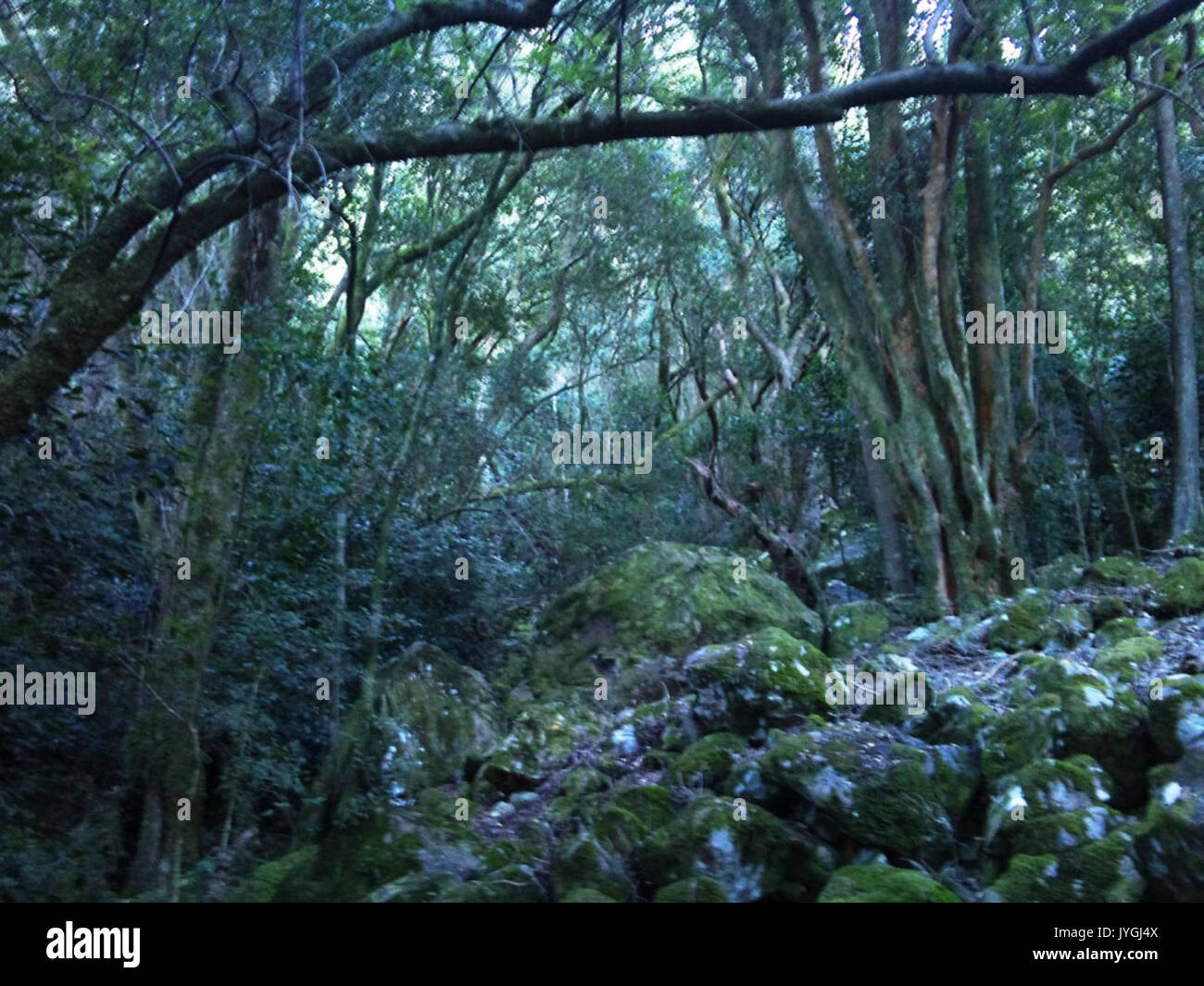 Indigenous forest hi-res stock photography and images - Alamy
