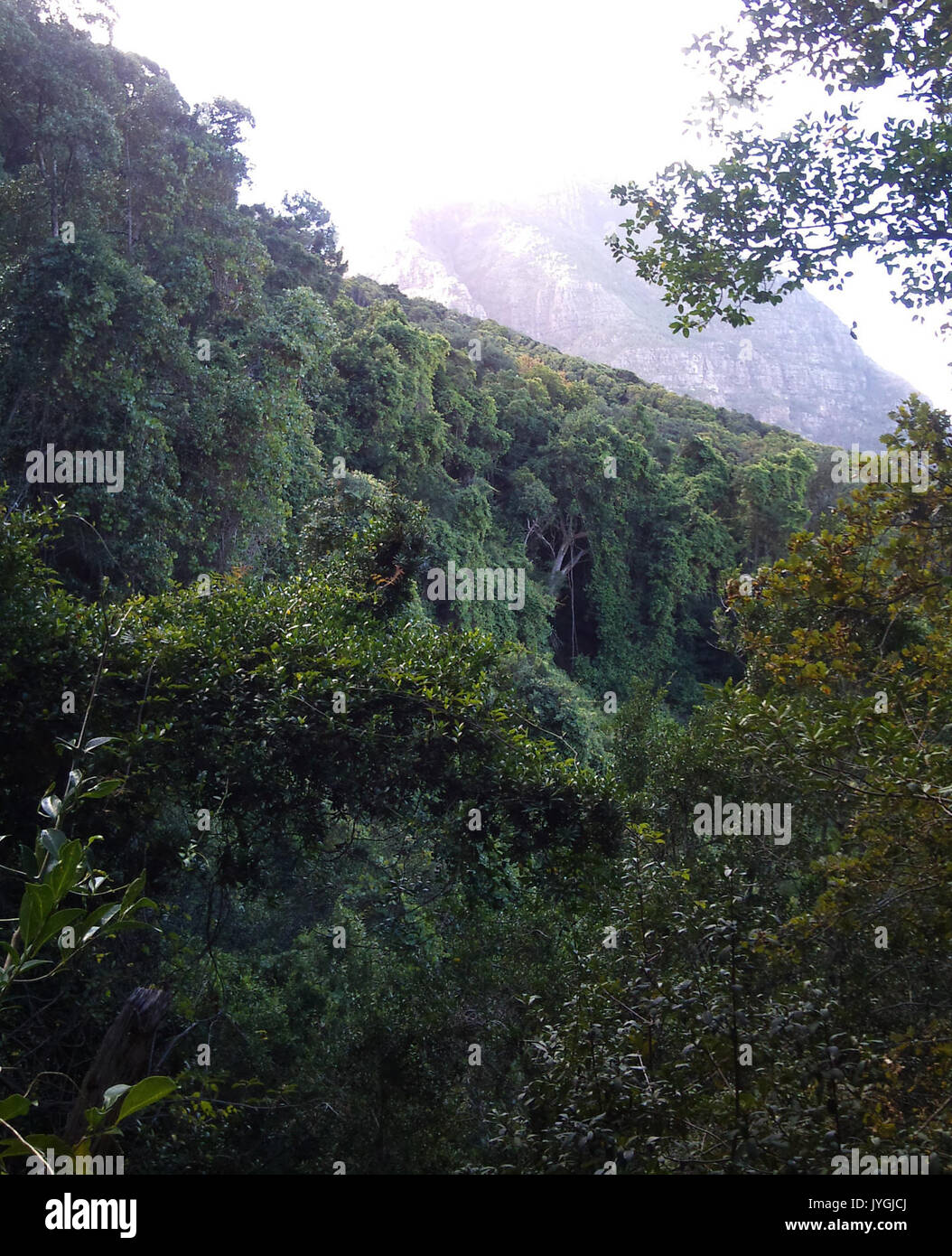 5 Indigenous Afrotemperate Forest on Devils Peak Cape Town Stock Photo ...