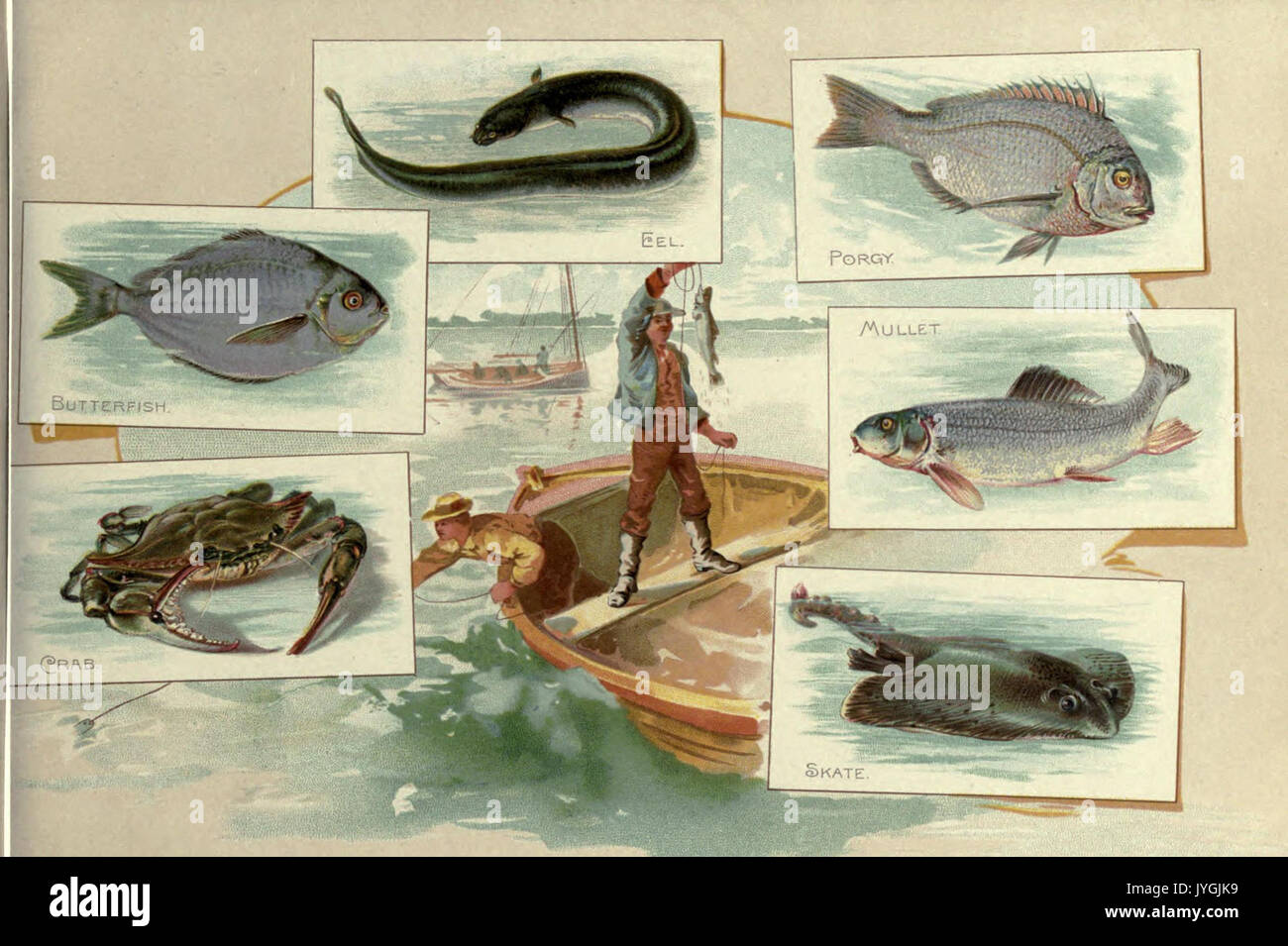 50 fish from American waters (Plate (6), Title Page) BHL20607256 Stock ...