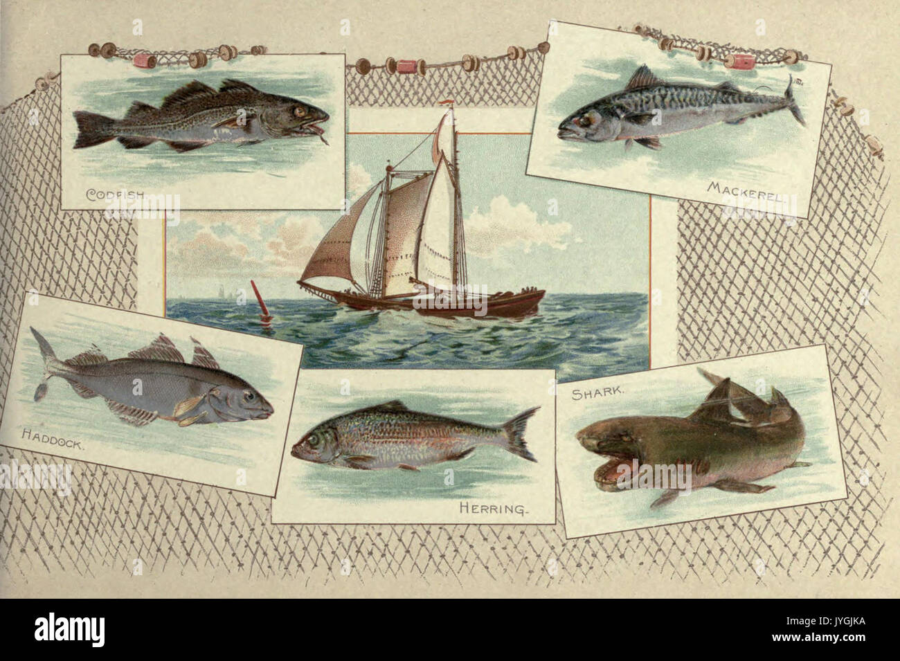 50 fish from American waters (Plate (7), Title Page) BHL20607254 Stock ...