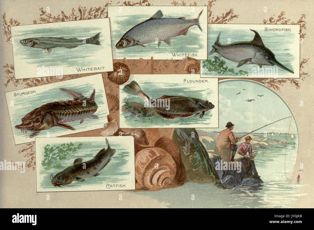 50 fish from American waters (Plate (8), Title Page) BHL20607252 Stock ...