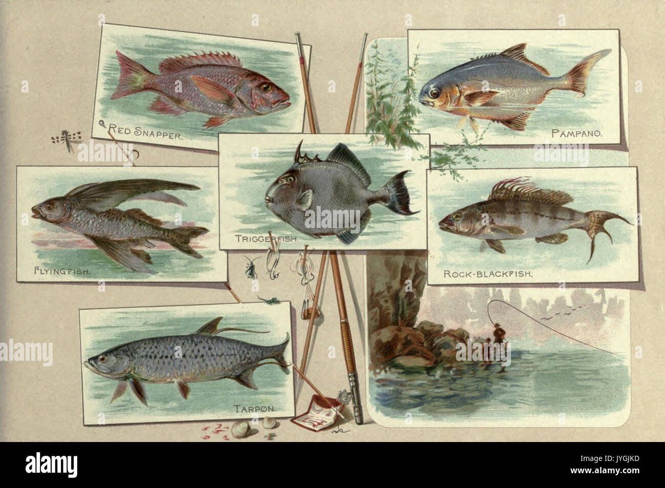 50 fish from American waters (Plate (10), Title Page) BHL20607248 Stock ...