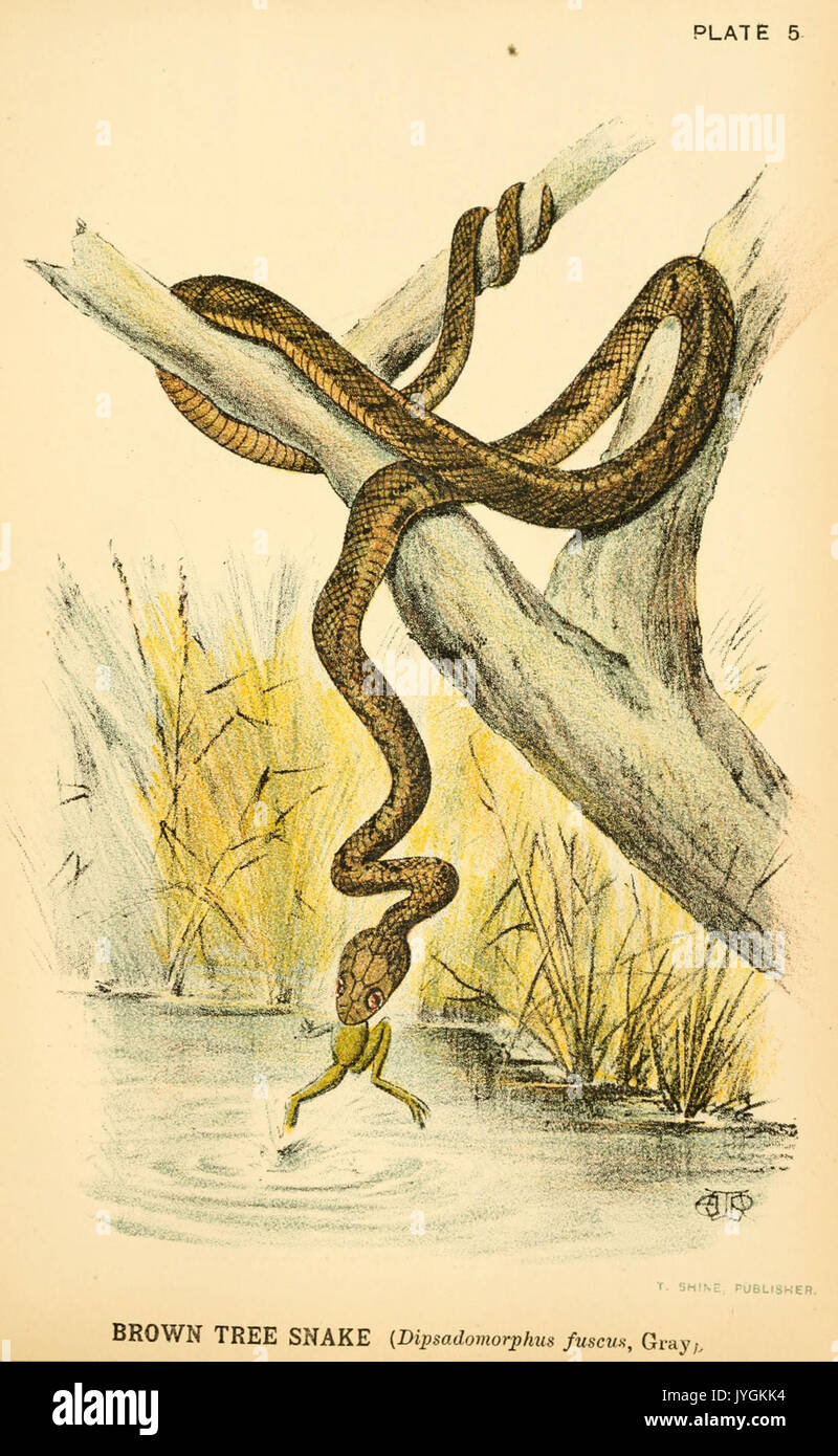 Australian snakes hi-res stock photography and images - Alamy